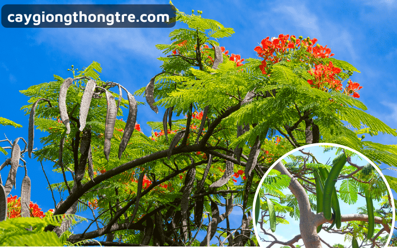 Cây Phượng Vĩ Có ý Nghĩa Gì Và Cách Chăm Sóc Cây Phượng Vĩ Công Trình Nở Hoa đẹp Rực Rỡ